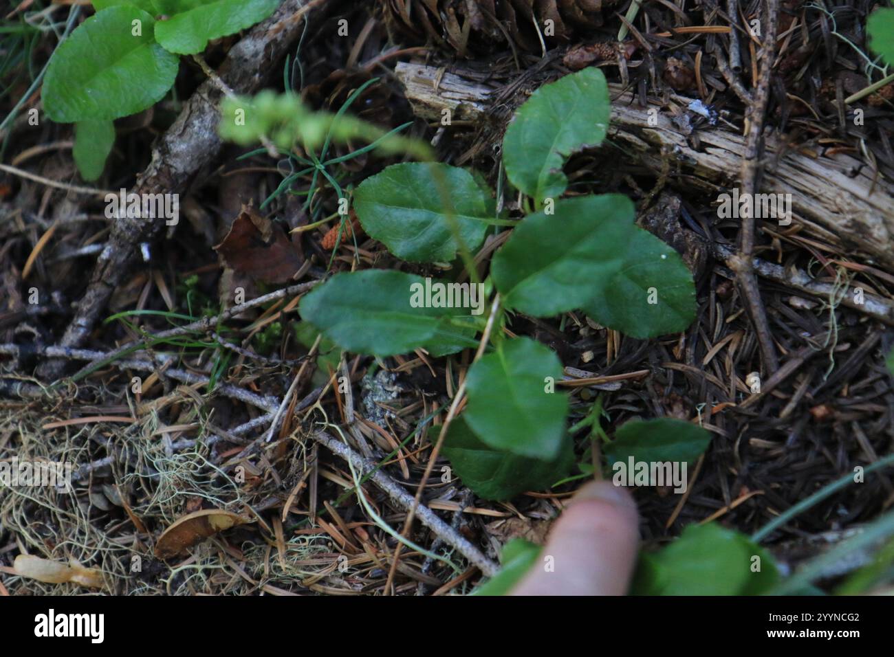 one-sided wintergreen (Orthilia secunda Stock Photo - Alamy