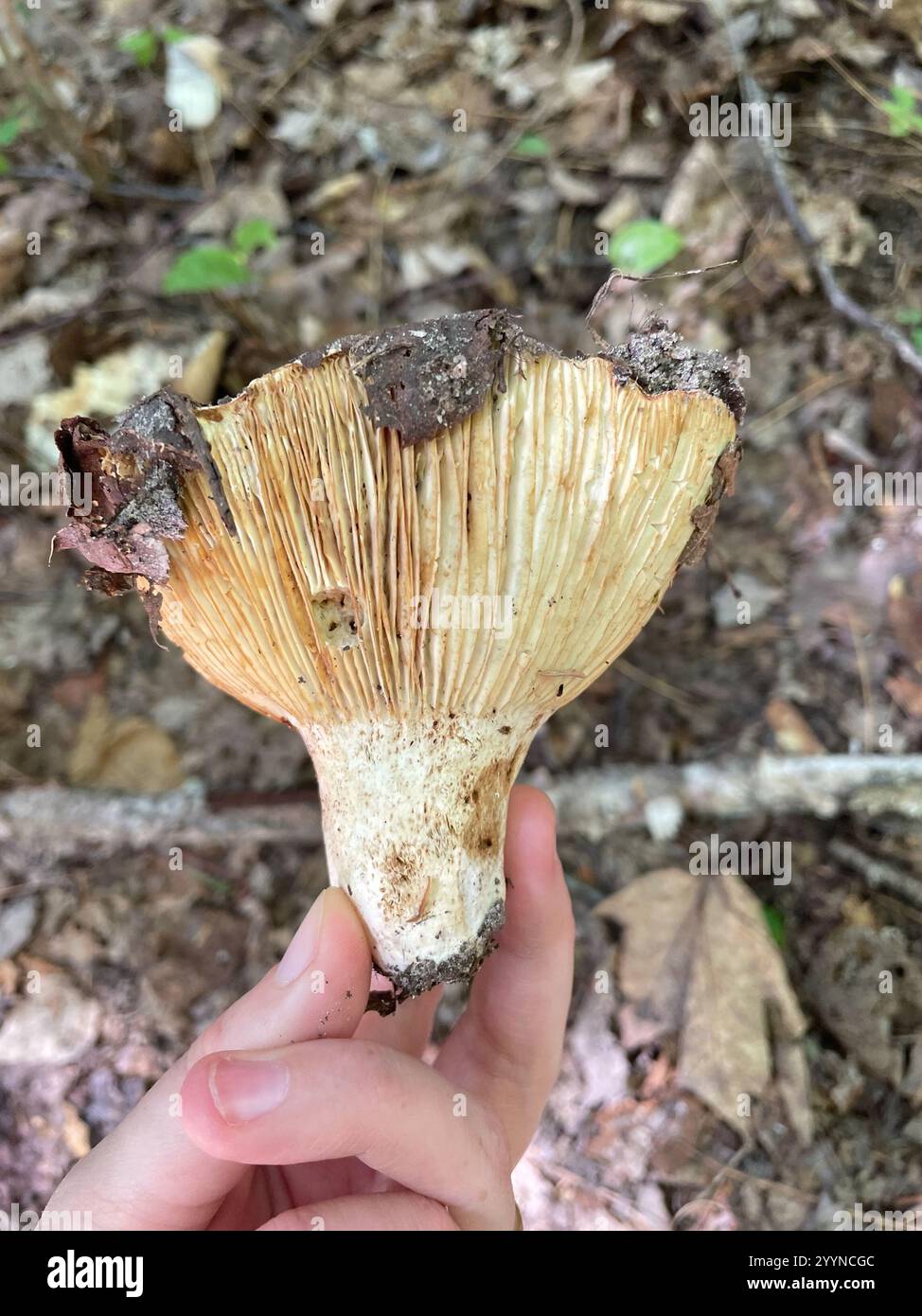 Short-stemmed Russula (Russula brevipes Stock Photo - Alamy