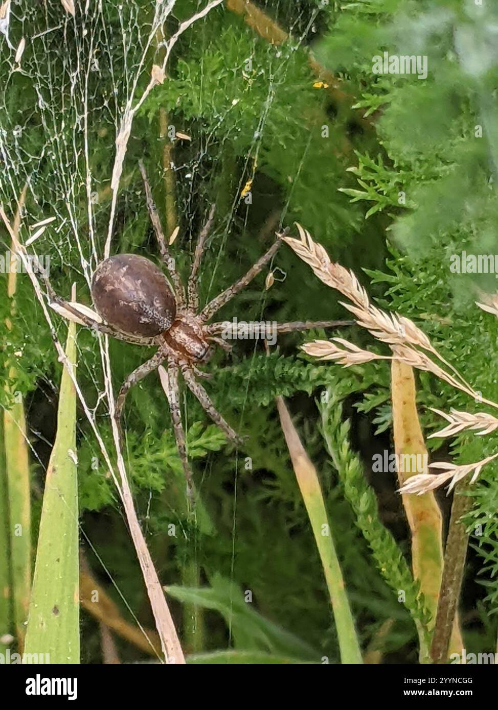 Labyrinth spider (Agelena labyrinthica Stock Photo - Alamy