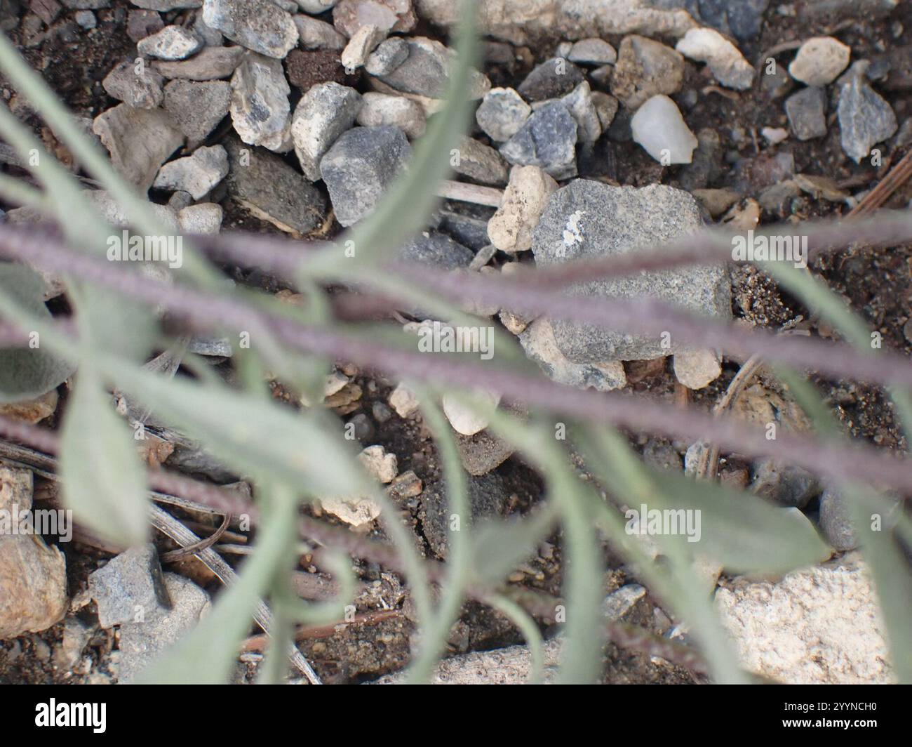 Gordons bladderpod hi-res stock photography and images - Alamy