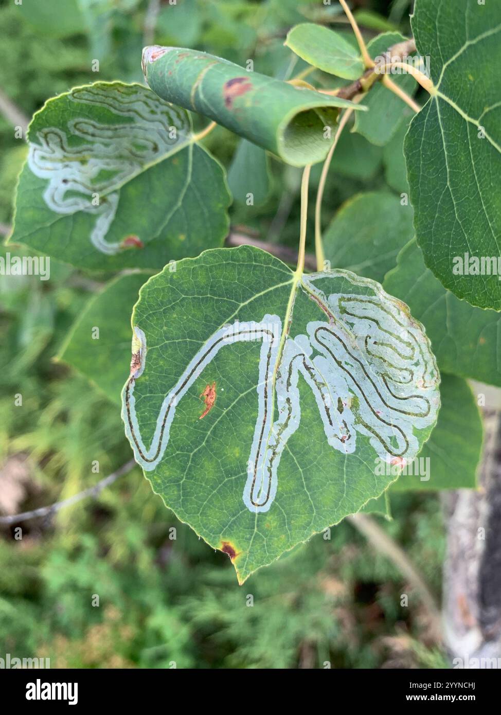 Aspen Serpentine Leafminer Moth (Phyllocnistis populiella Stock Photo ...