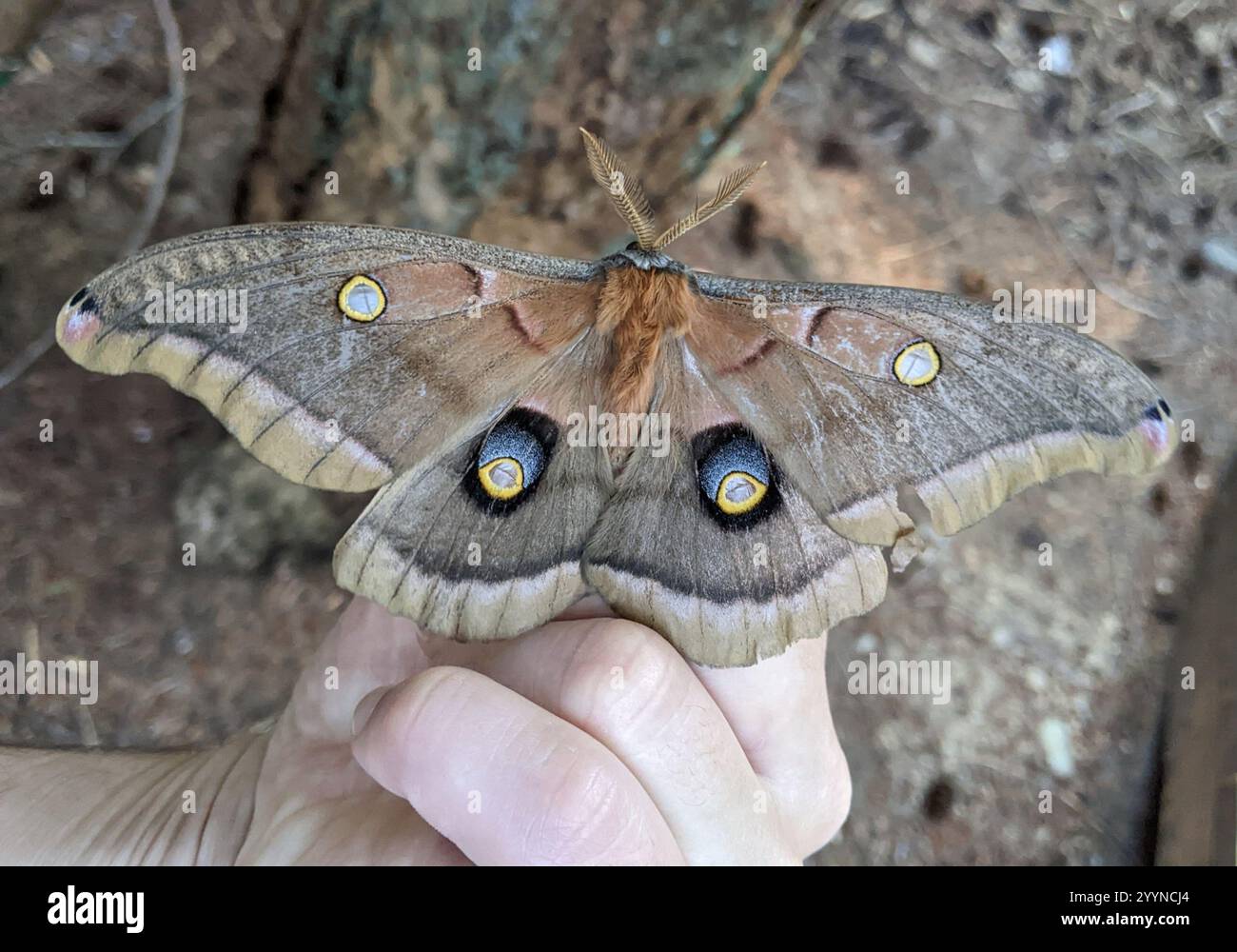 Polyphemus Moth (Antheraea polyphemus Stock Photo - Alamy