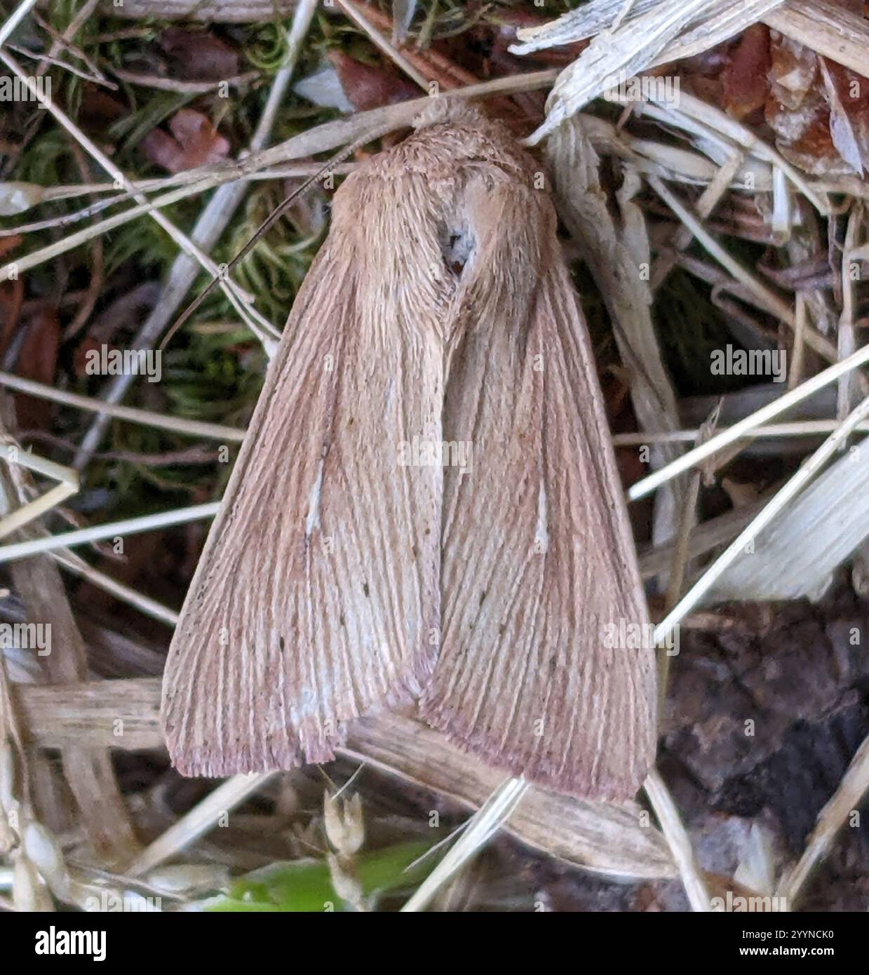 Meadow Wainscot Moth (Leucania farcta Stock Photo - Alamy