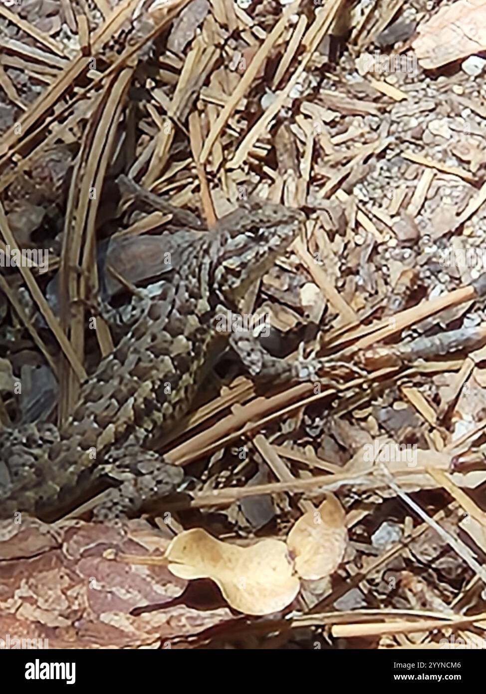 Southern Sagebrush Lizard (Sceloporus vandenburgianus Stock Photo - Alamy