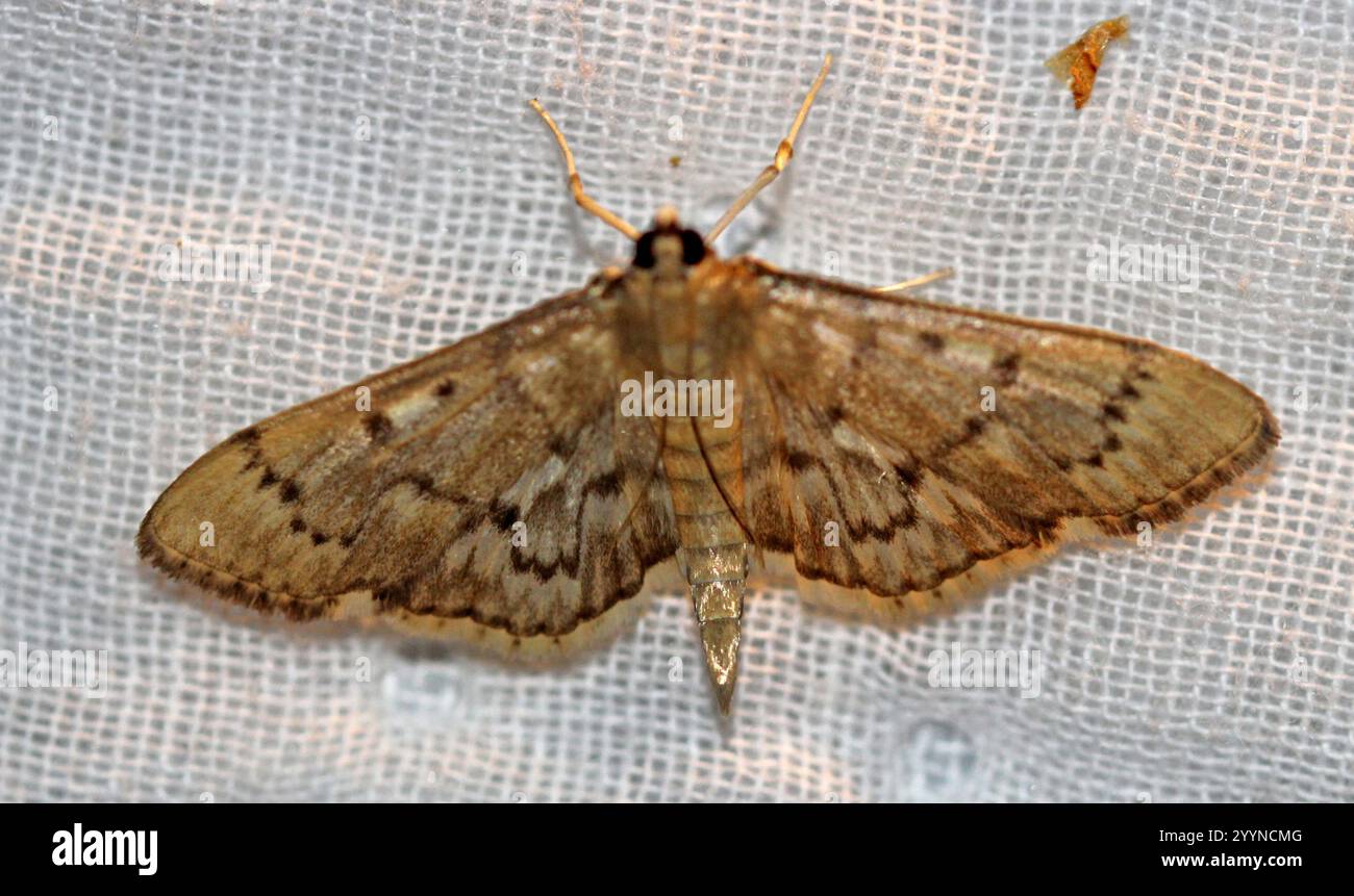 Serpentine Webworm Moth (Herpetogramma aeglealis Stock Photo - Alamy