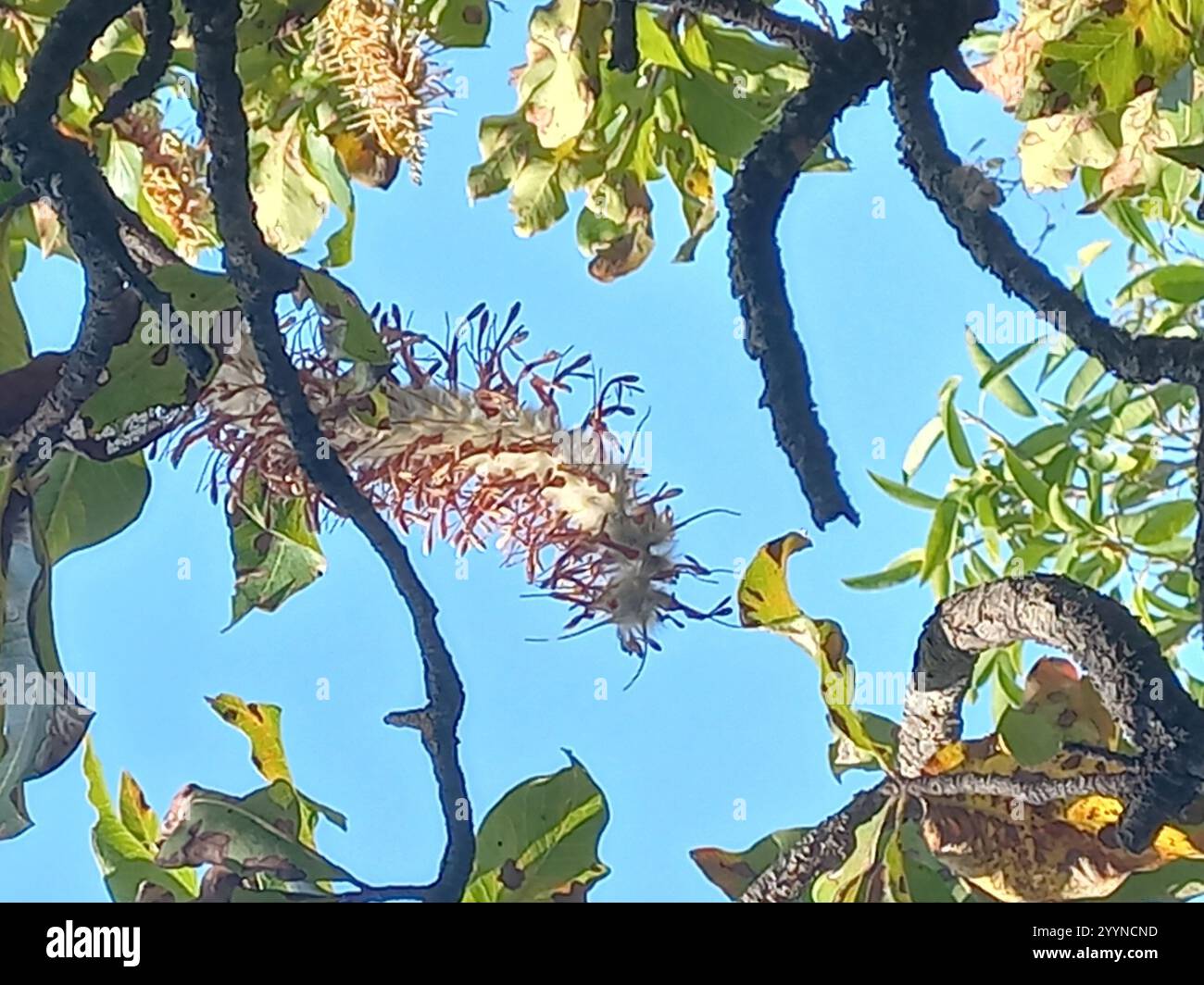Broadleaf Beechwood (Faurea rochetiana Stock Photo - Alamy