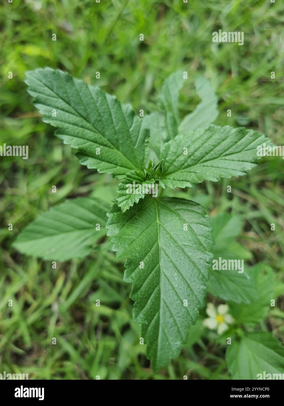 three-lobe false mallow (Malvastrum coromandelianum Stock Photo - Alamy