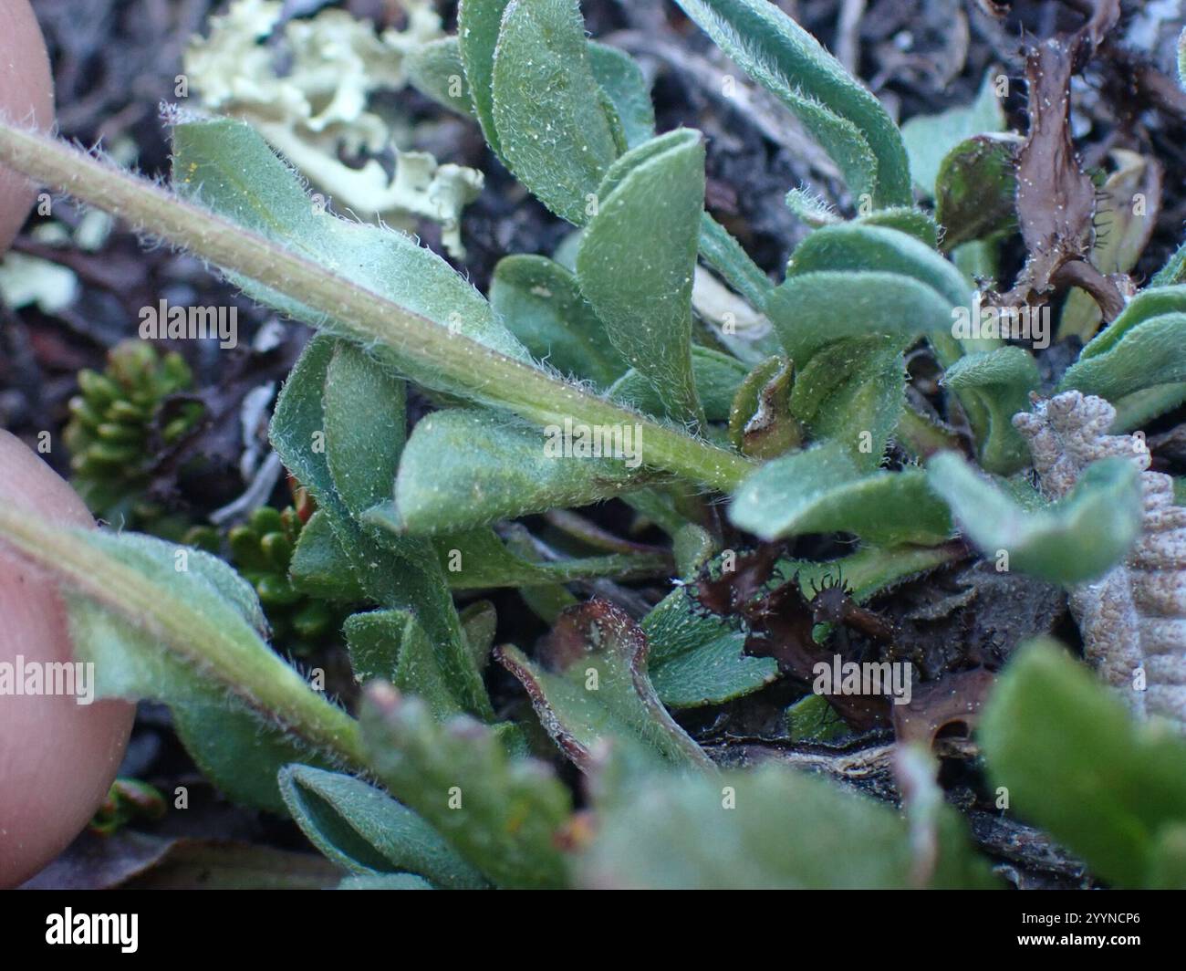 Alpine Yellow Fleabane (Erigeron aureus Stock Photo - Alamy