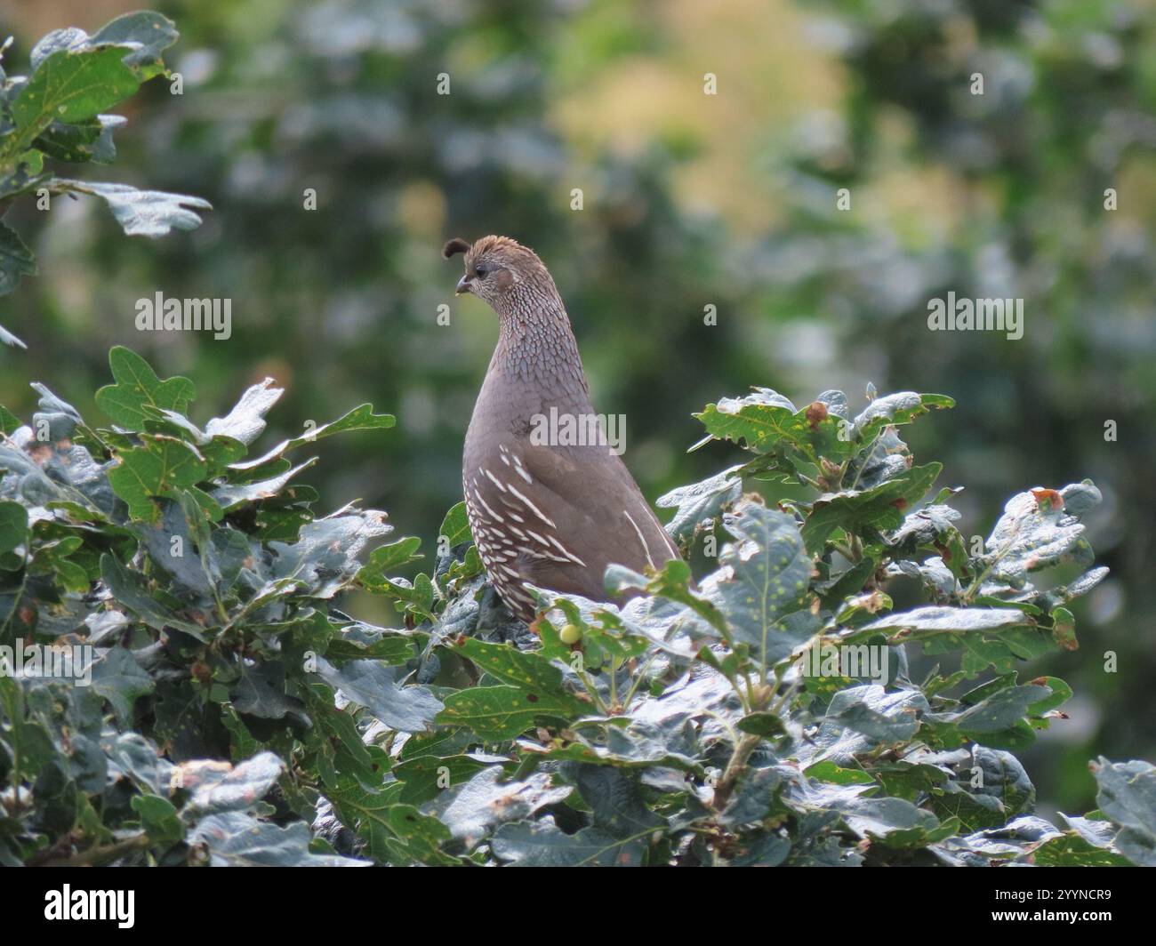 California Quail (Callipepla californica Stock Photo - Alamy
