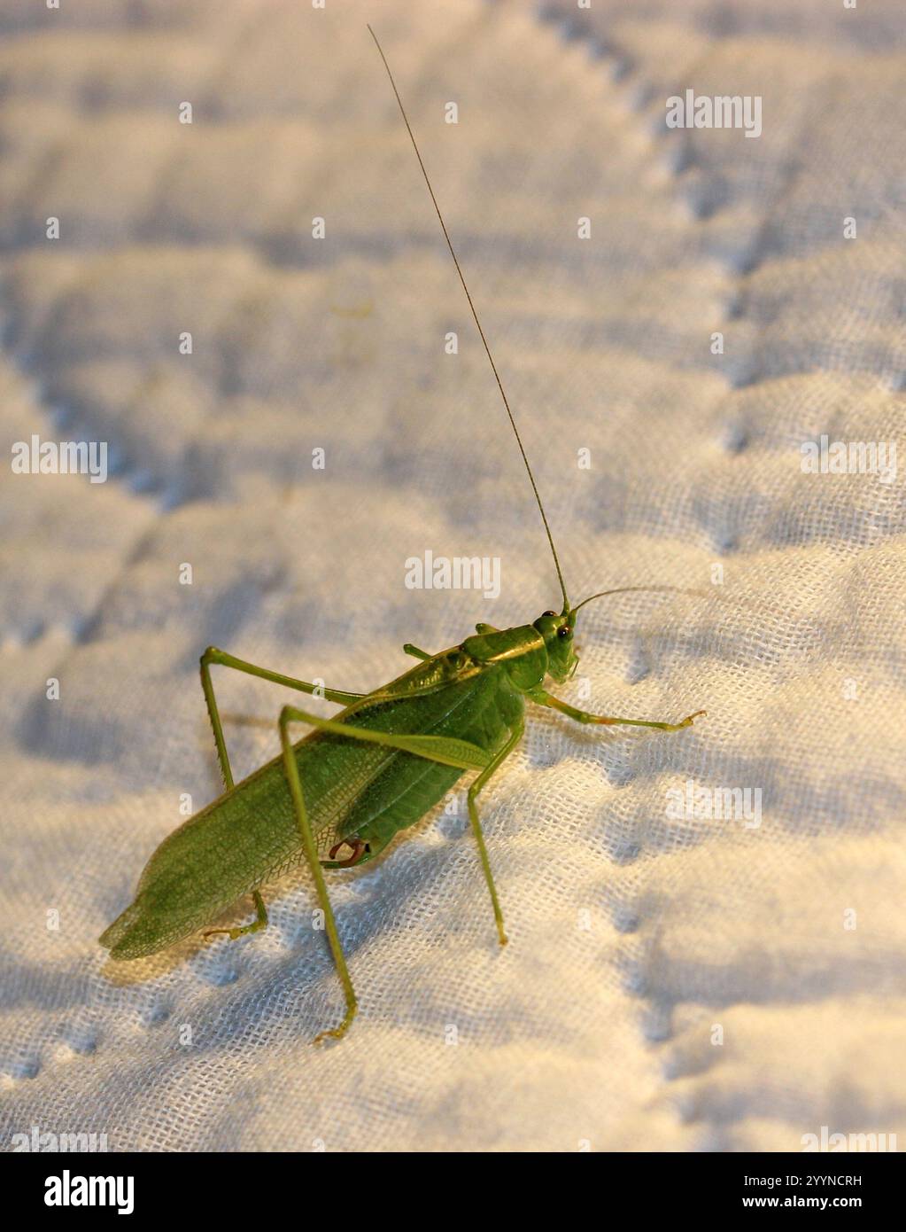 Northern Bush Katydid (Scudderia septentrionalis Stock Photo - Alamy