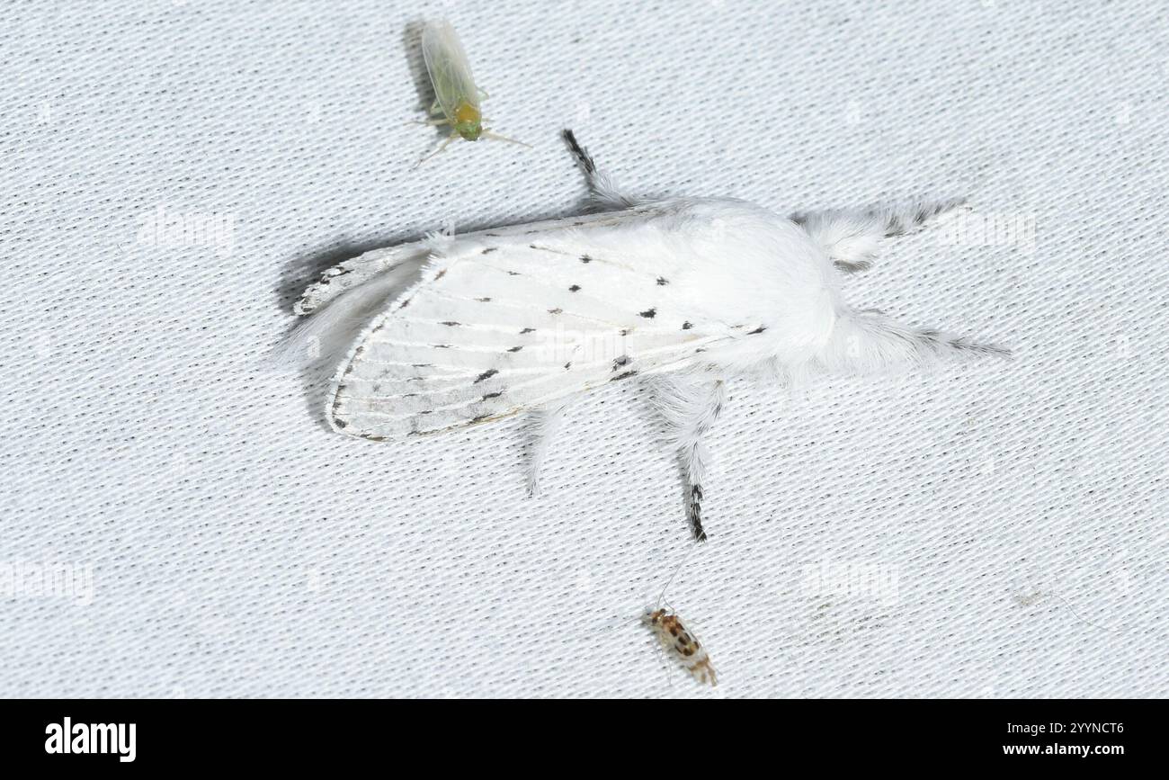 Dot-lined White (Artace cribrarius Stock Photo - Alamy