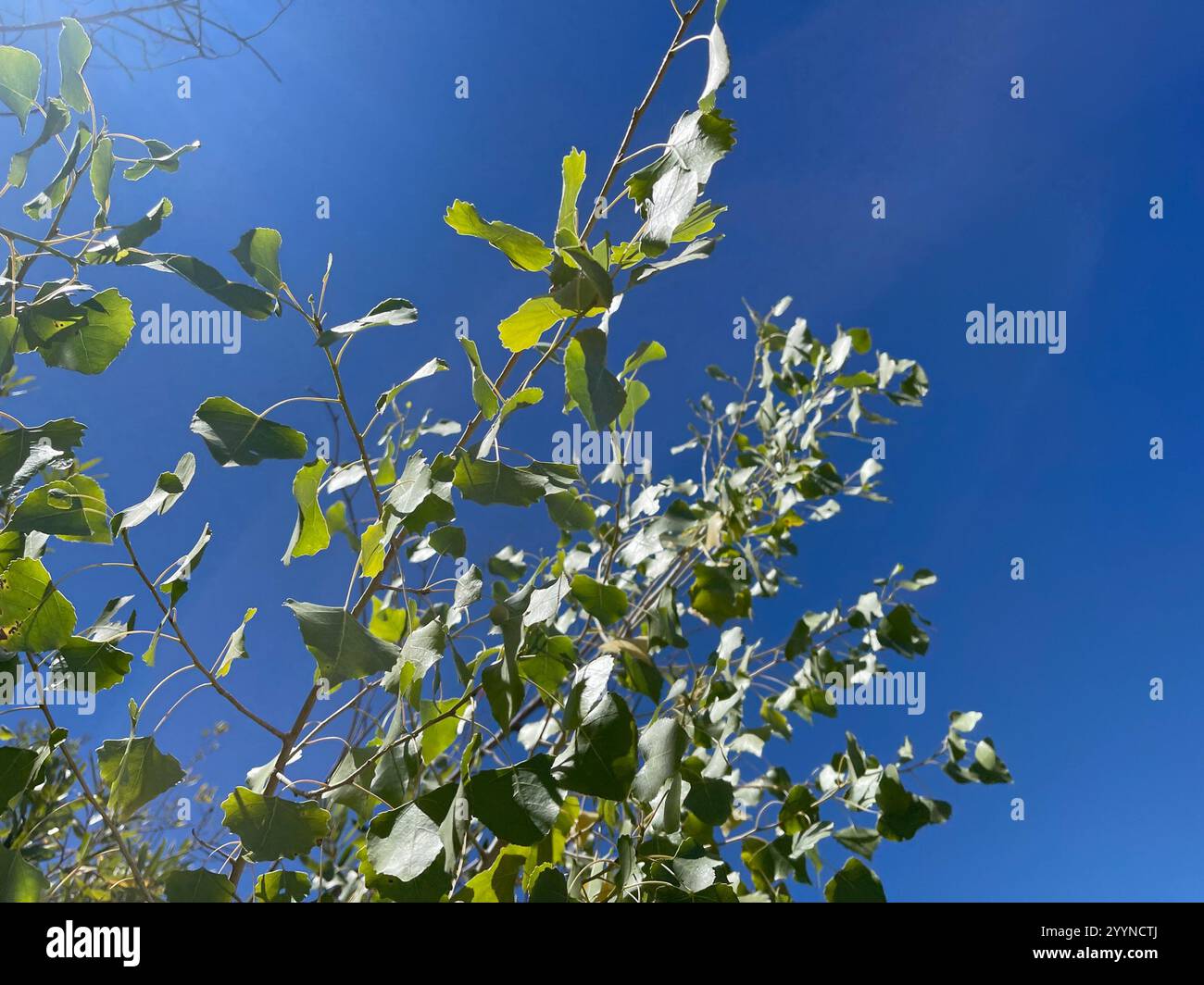 Fremont Cottonwood (Populus fremontii Stock Photo - Alamy