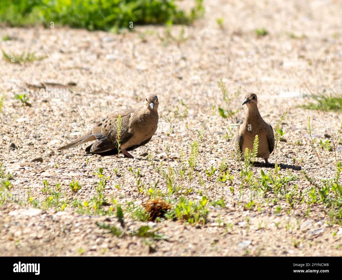 Mourning Dove (Zenaida macroura Stock Photo - Alamy