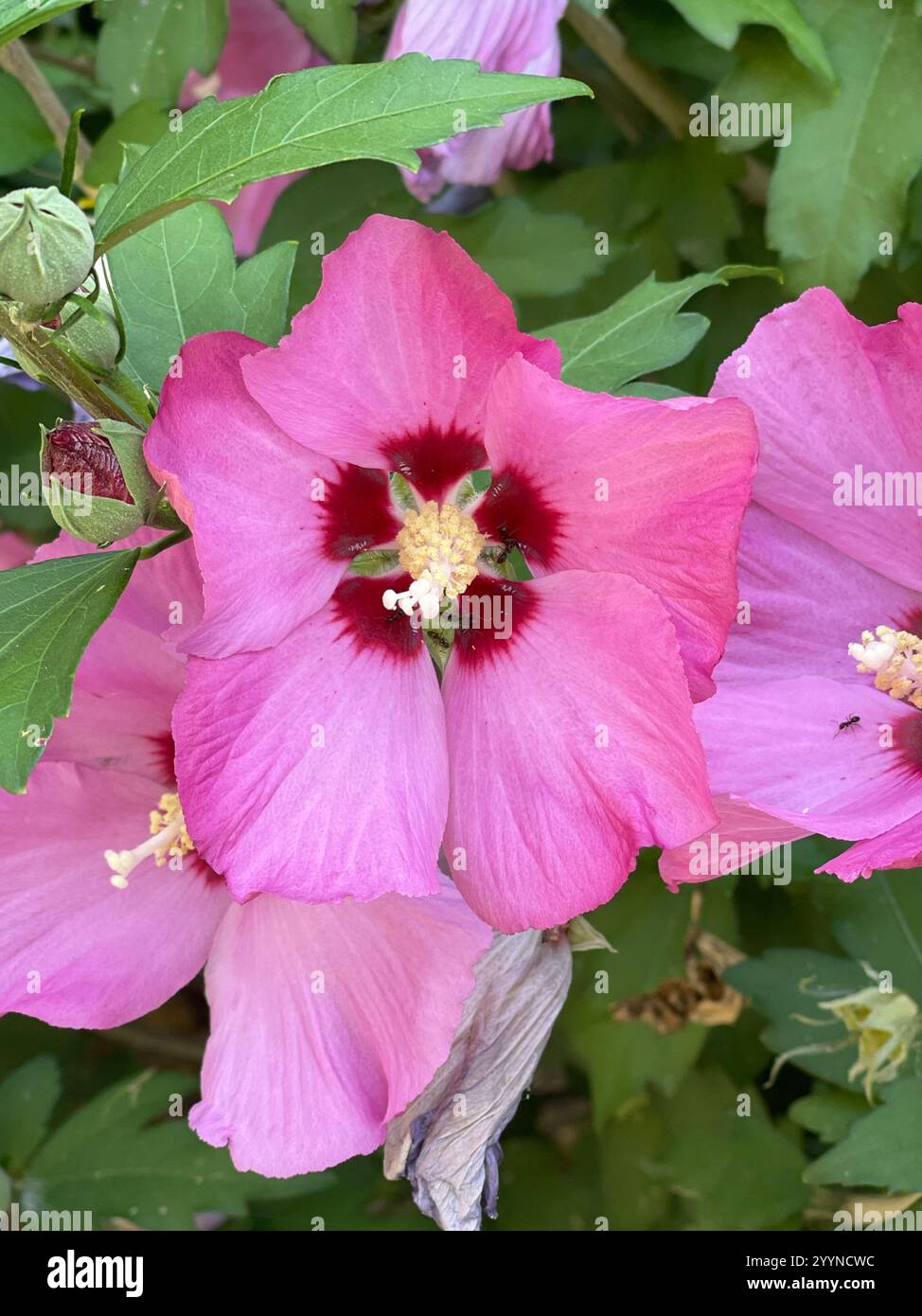 common hibiscus (Hibiscus syriacus Stock Photo - Alamy