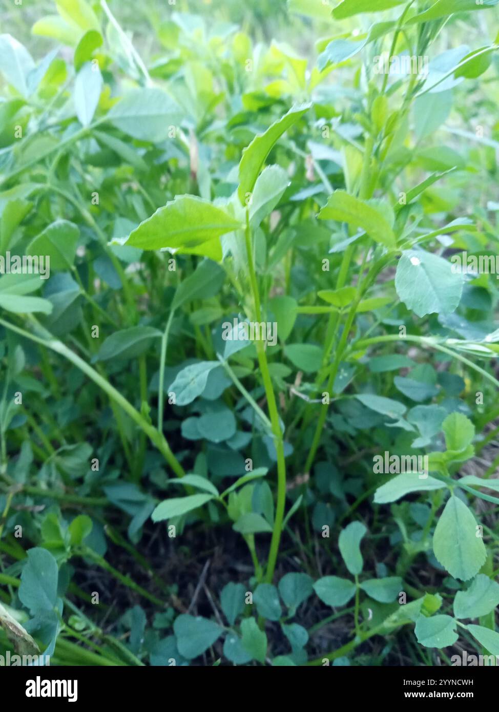 sickle alfalfa (Medicago falcata Stock Photo - Alamy