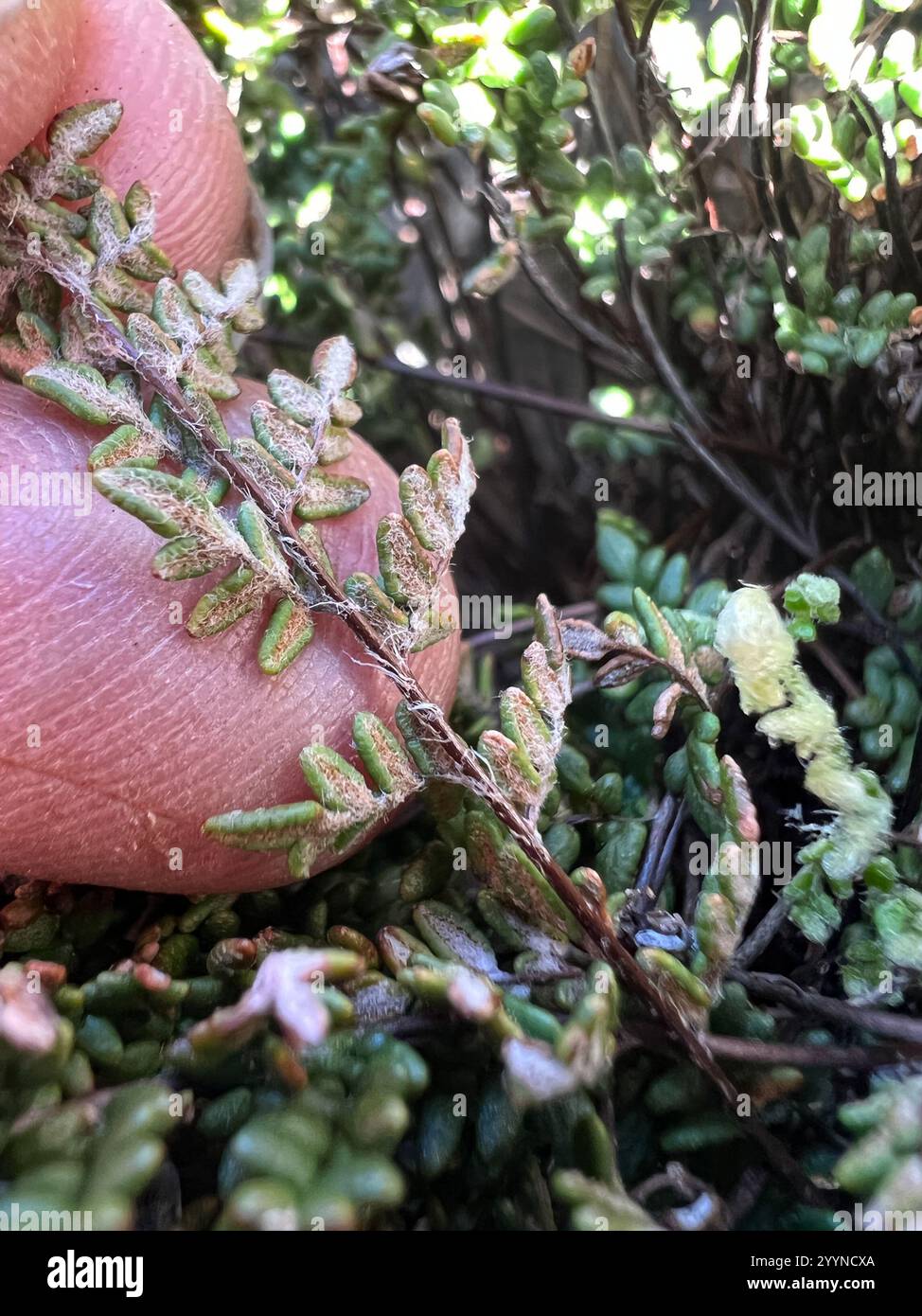 lace lip fern (Myriopteris gracillima Stock Photo - Alamy