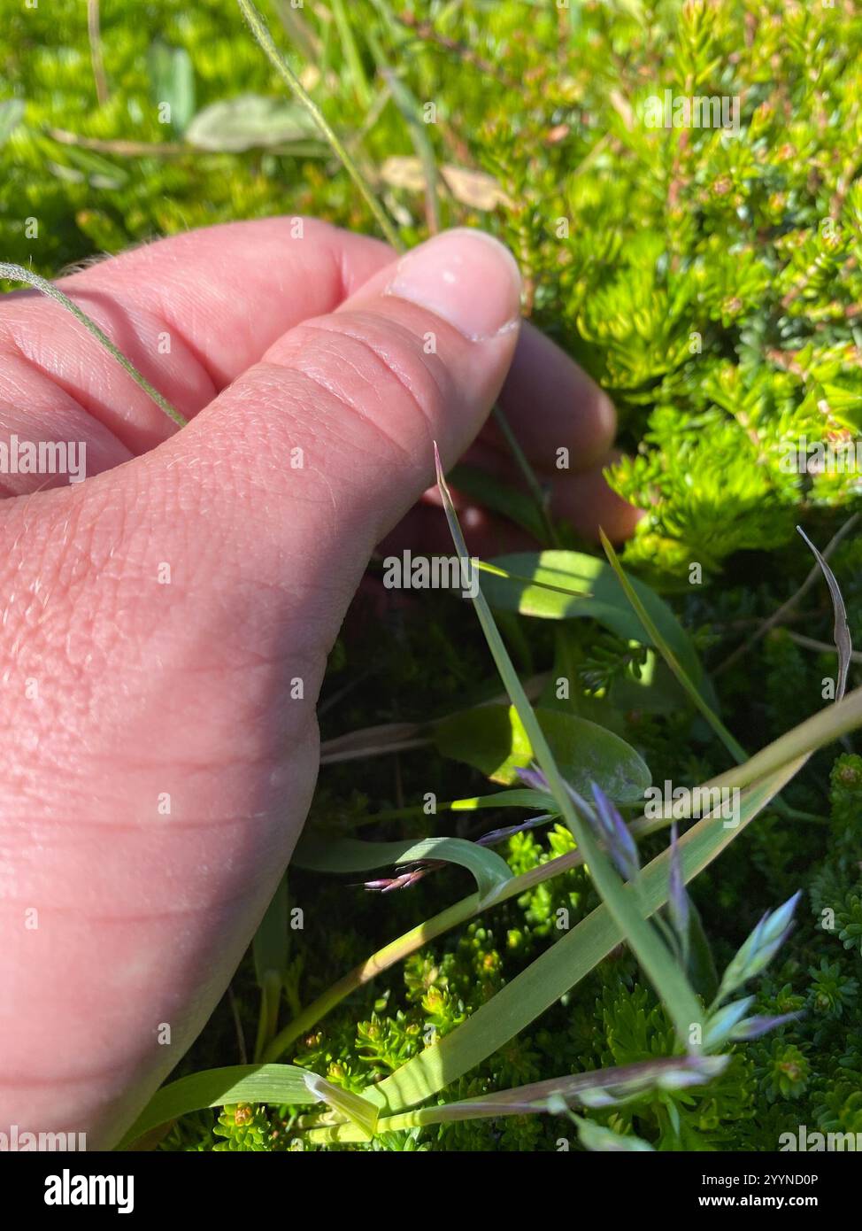Slender Hawkweed (Hieracium triste Stock Photo - Alamy