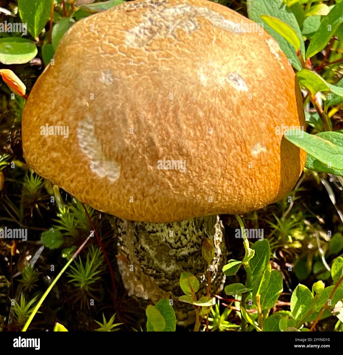 Red-capped Scaber Stalk (Leccinum aurantiacum Stock Photo - Alamy