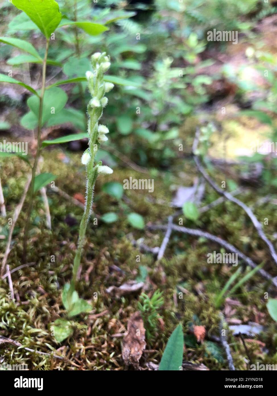 lesser rattlesnake plantain (Goodyera repens Stock Photo - Alamy