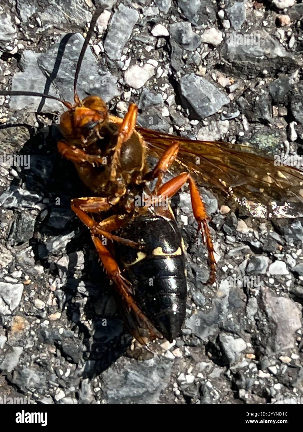 Eastern Cicada-killer Wasp (Sphecius speciosus Stock Photo - Alamy