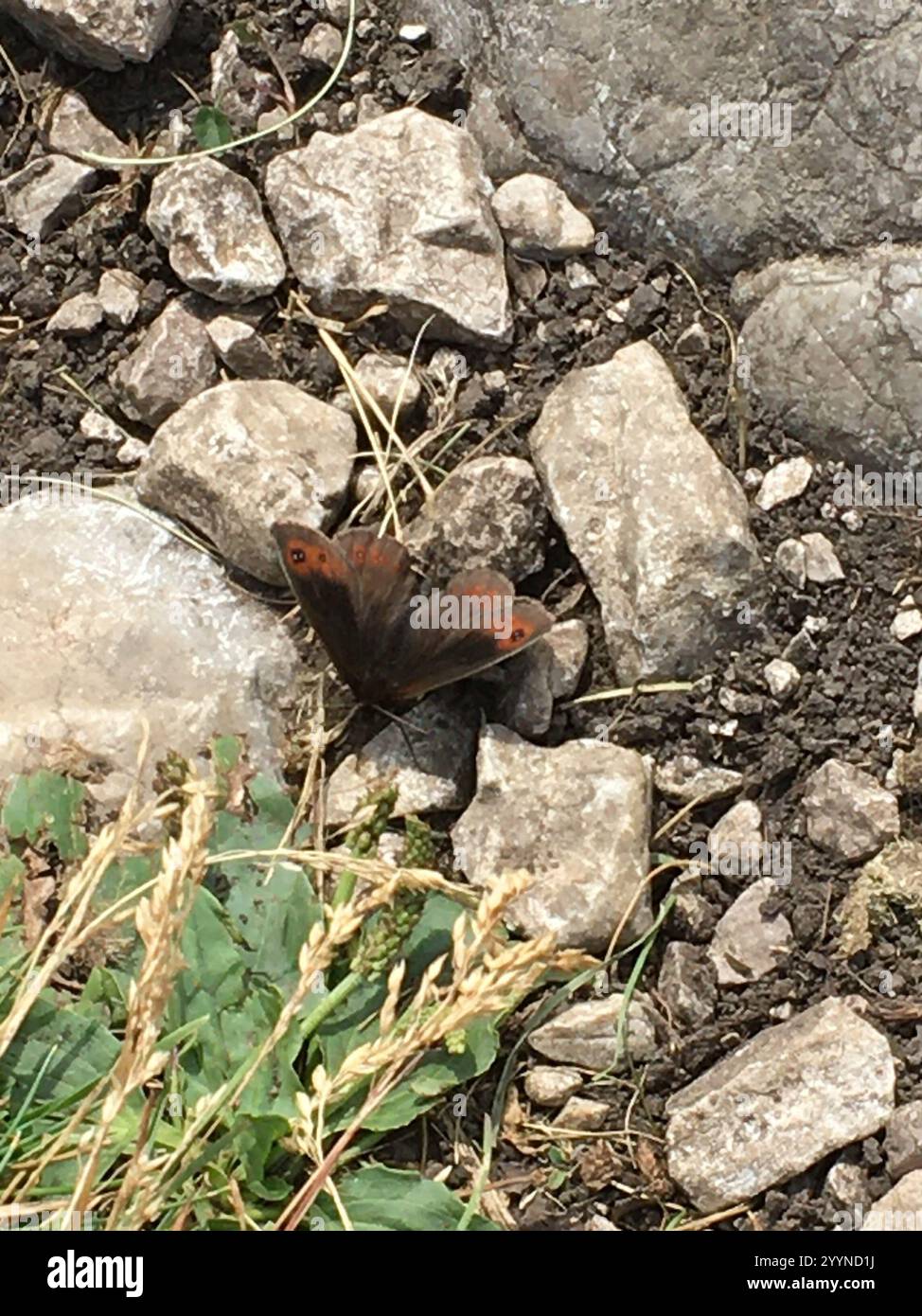 Scotch Argus (Erebia aethiops Stock Photo - Alamy