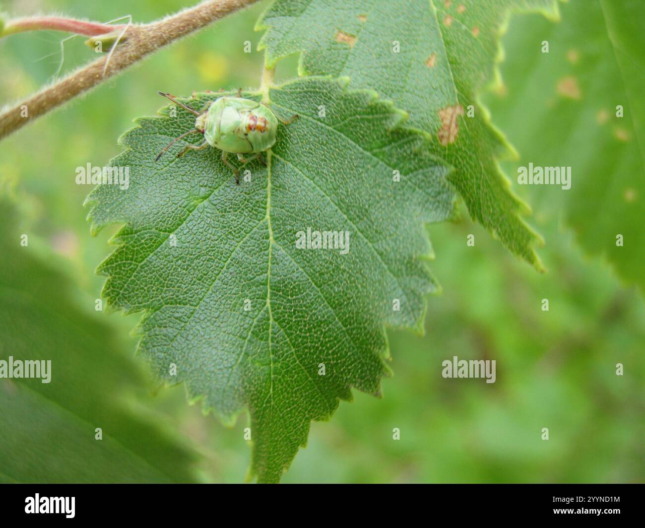 Birch Shield Bug (Elasmostethus interstinctus Stock Photo - Alamy
