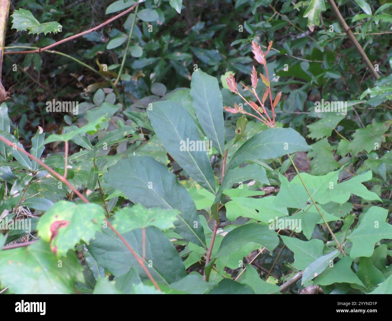 Small-Flower Pawpaw (Asimina parviflora Stock Photo - Alamy