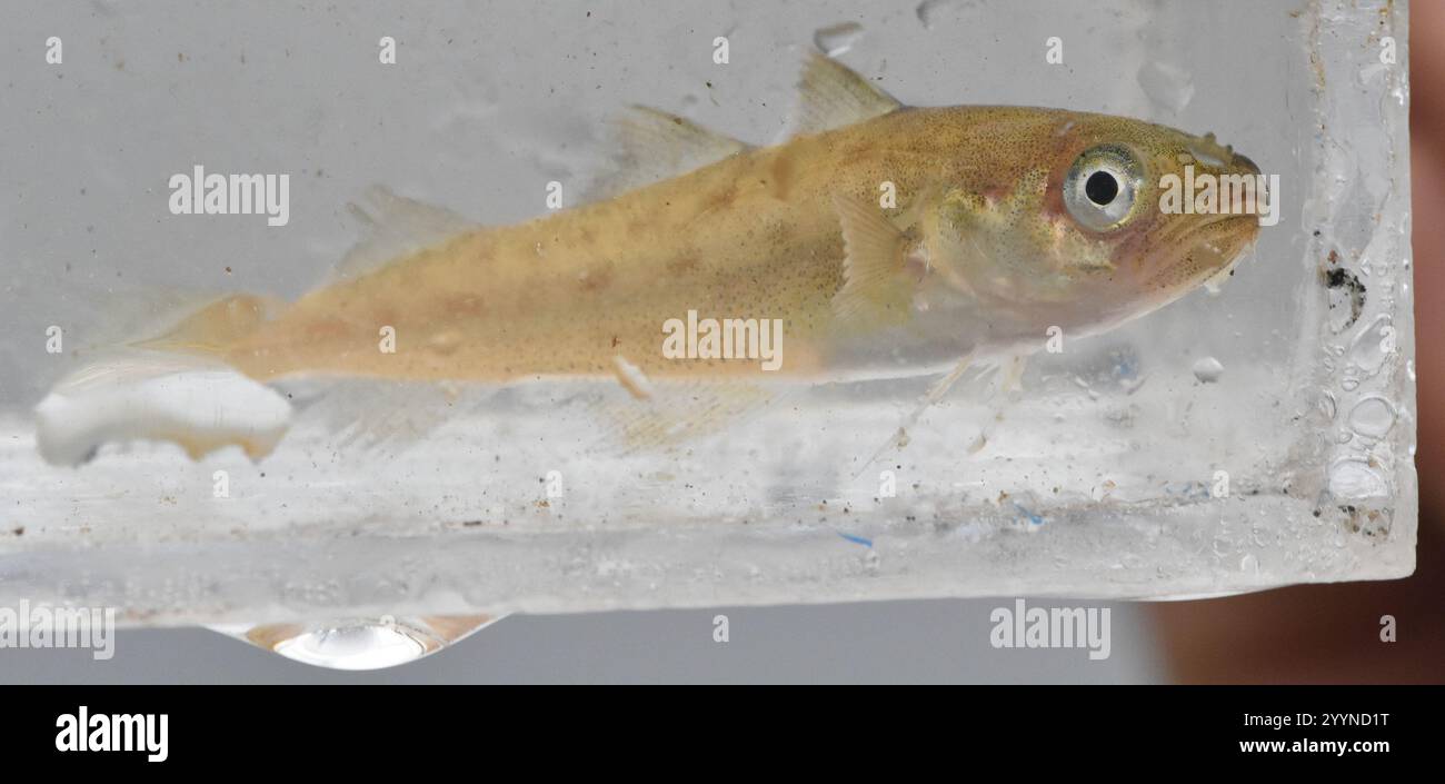 Pacific Tomcod (Microgadus proximus Stock Photo - Alamy