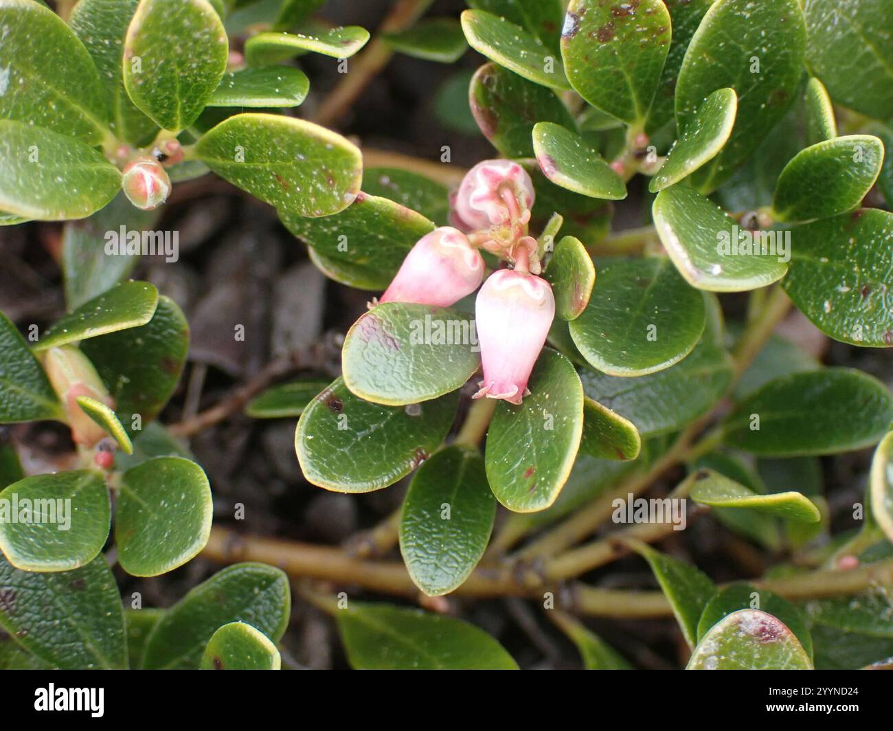 bearberry (Arctostaphylos uva-ursi Stock Photo - Alamy