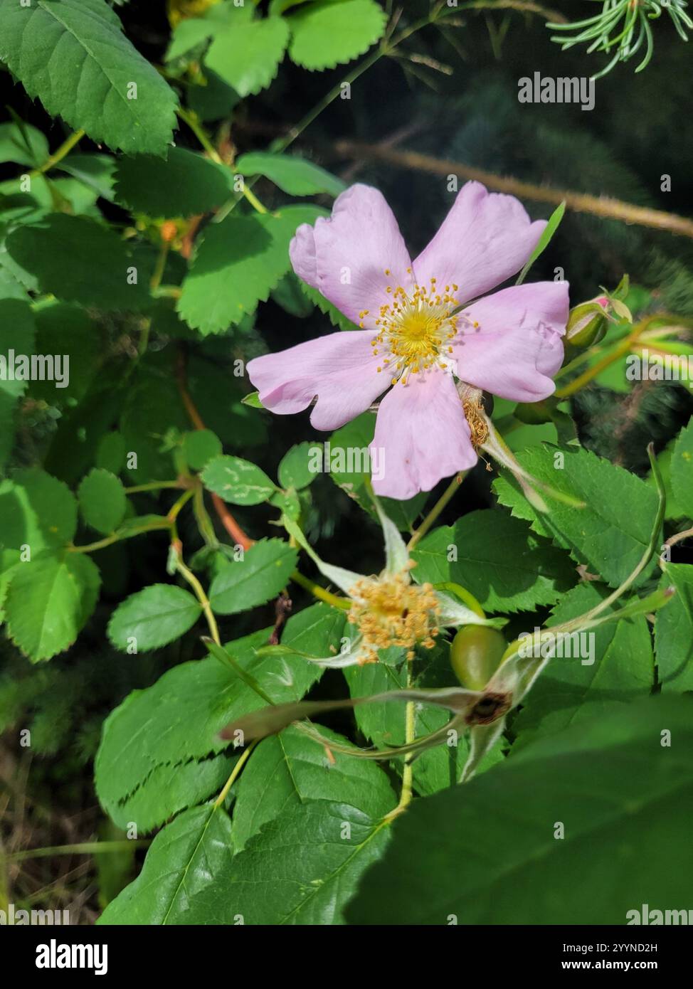 Prickly Wild Rose (Rosa acicularis Stock Photo - Alamy