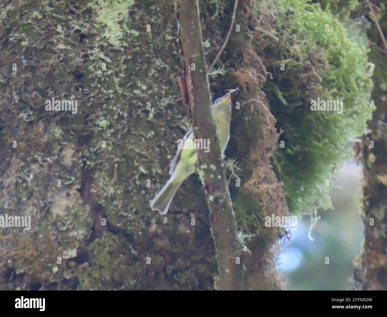Western Flycatcher (Empidonax difficilis Stock Photo - Alamy