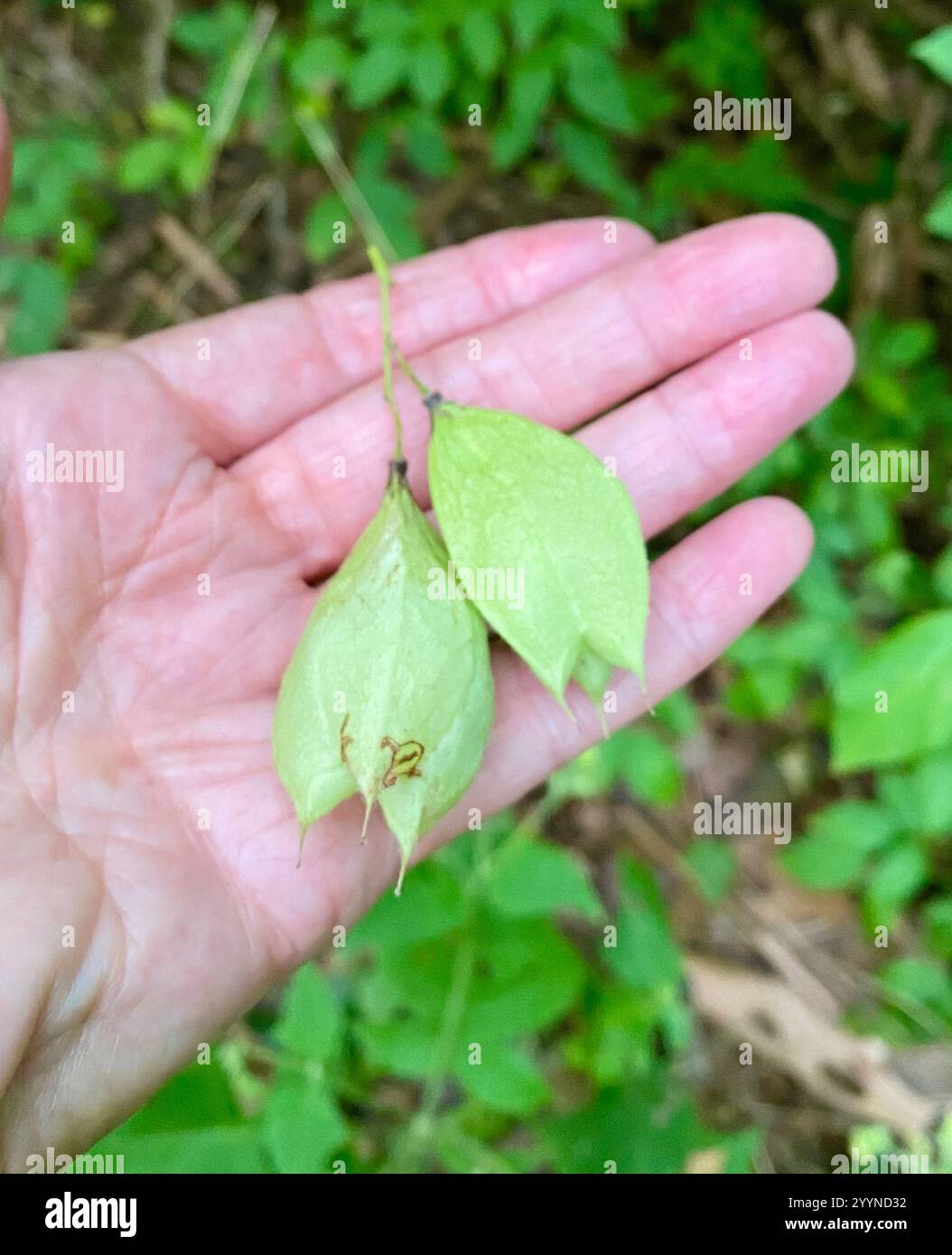 American bladdernut hi-res stock photography and images - Alamy