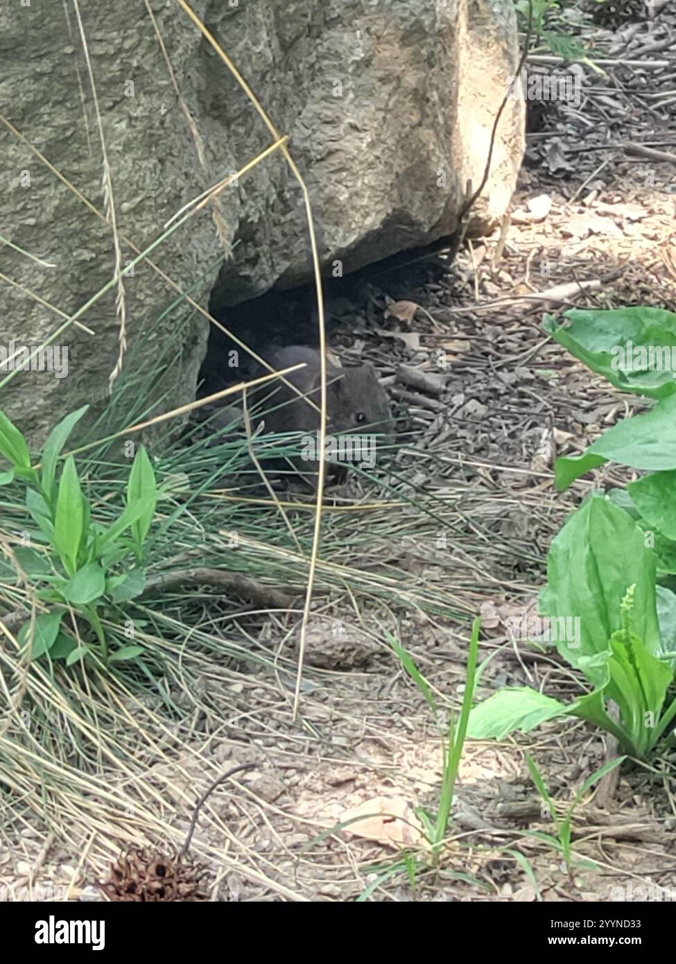 Eastern Meadow Vole (Microtus pennsylvanicus Stock Photo - Alamy