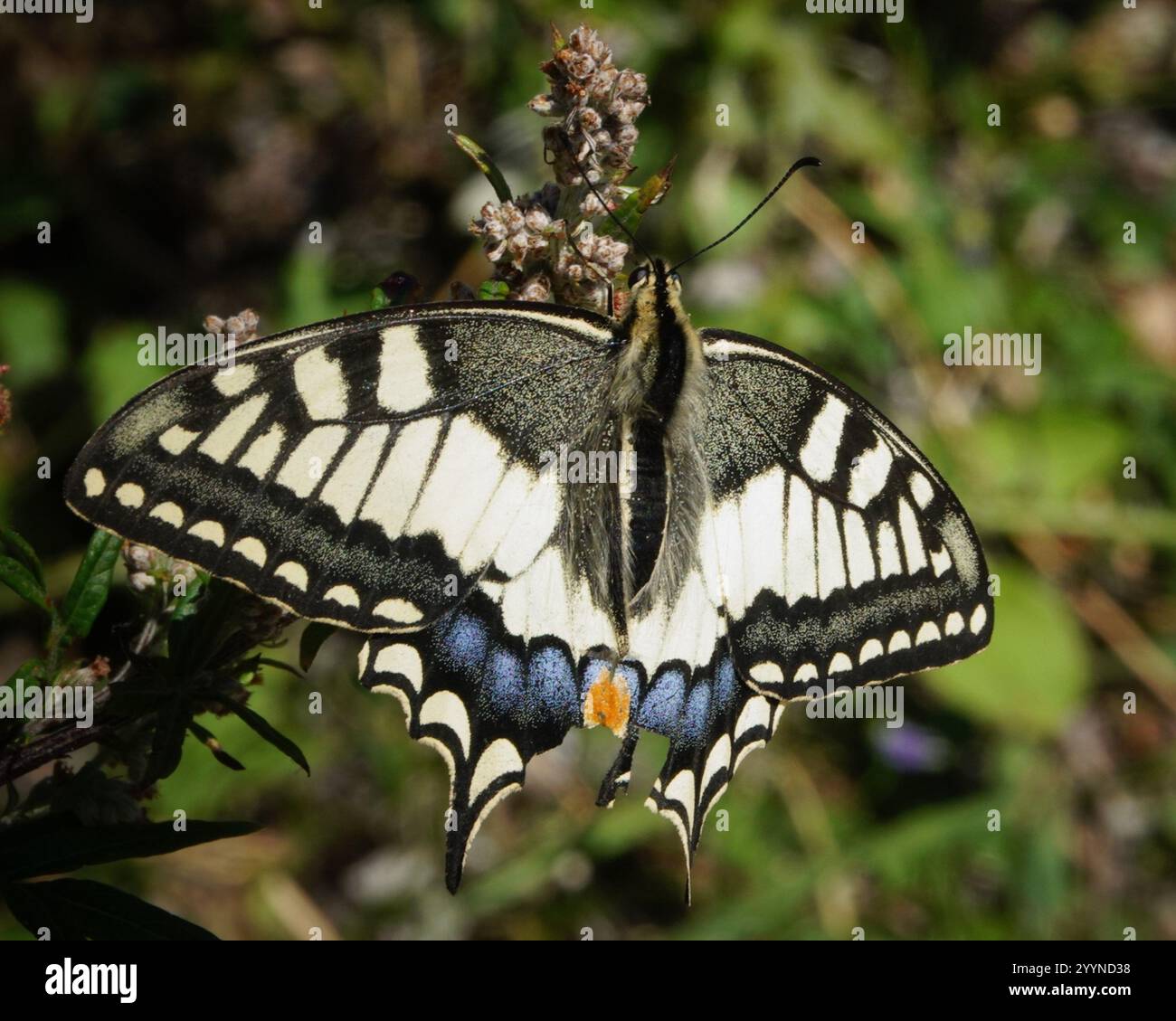 Old World Swallowtail (Papilio machaon Stock Photo - Alamy