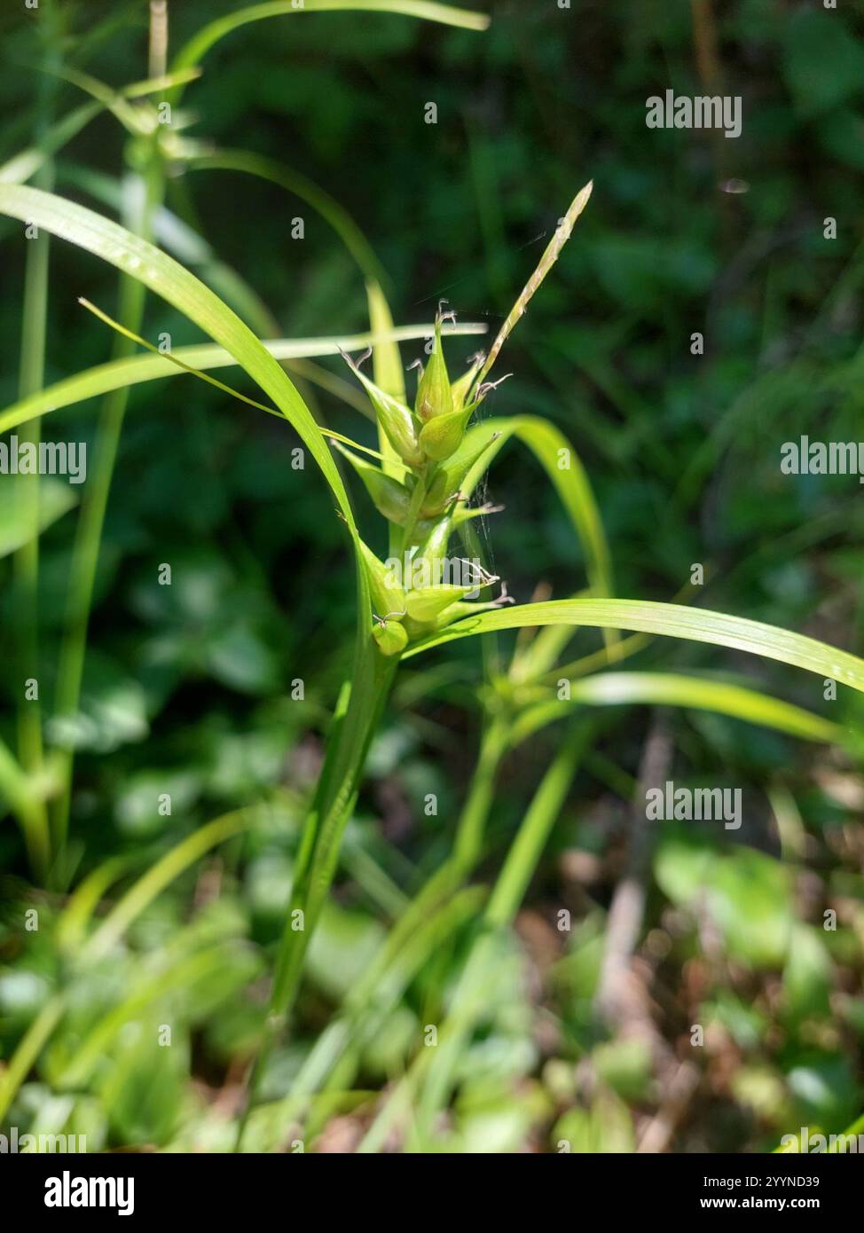 bladder sedge (Carex intumescens Stock Photo - Alamy