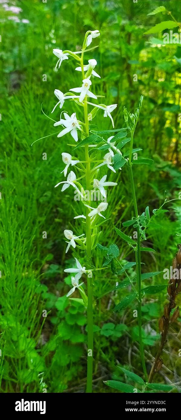 Lesser butterfly-orchid (Platanthera bifolia Stock Photo - Alamy