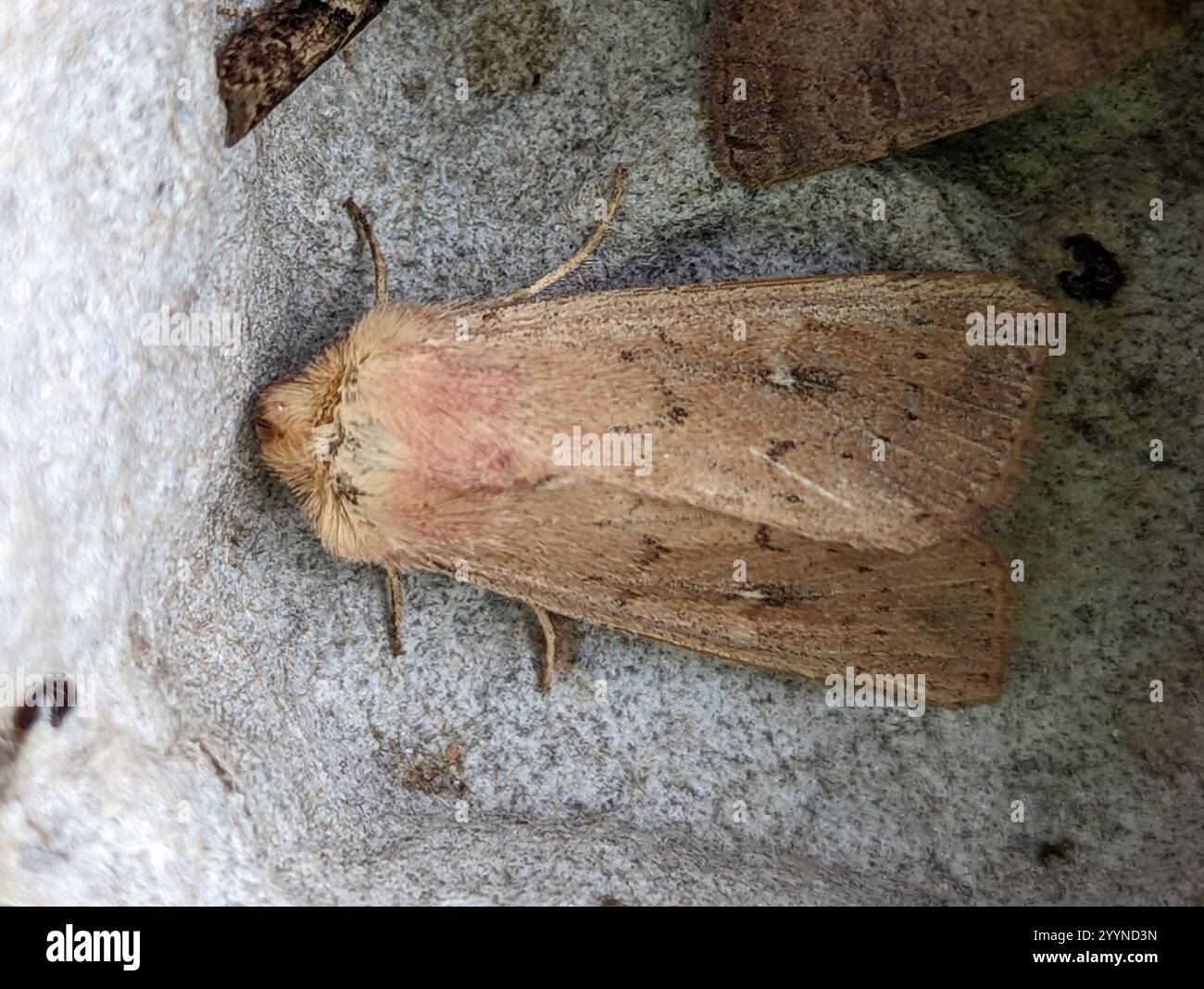 The Clay (Mythimna ferrago Stock Photo - Alamy