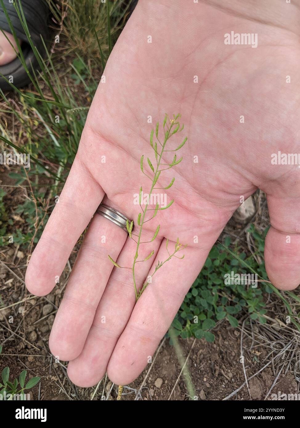 Western Tansymustard (Descurainia pinnata Stock Photo - Alamy