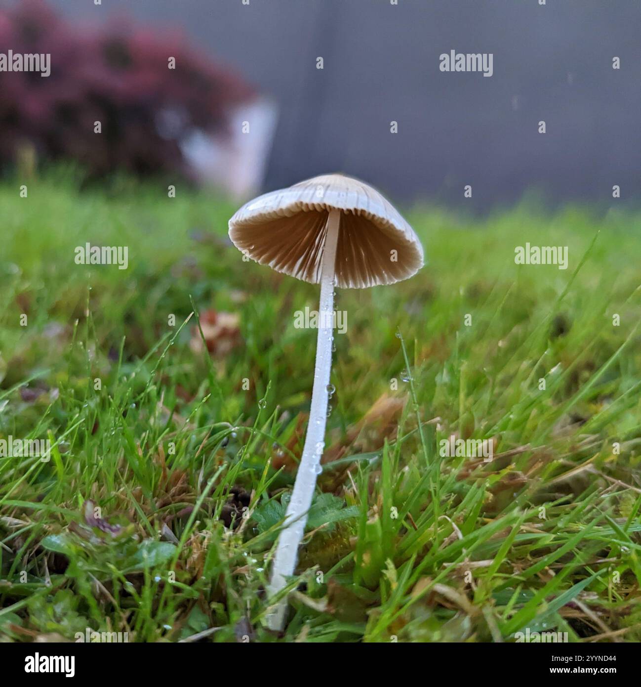 milky conecap (Conocybe apala Stock Photo - Alamy
