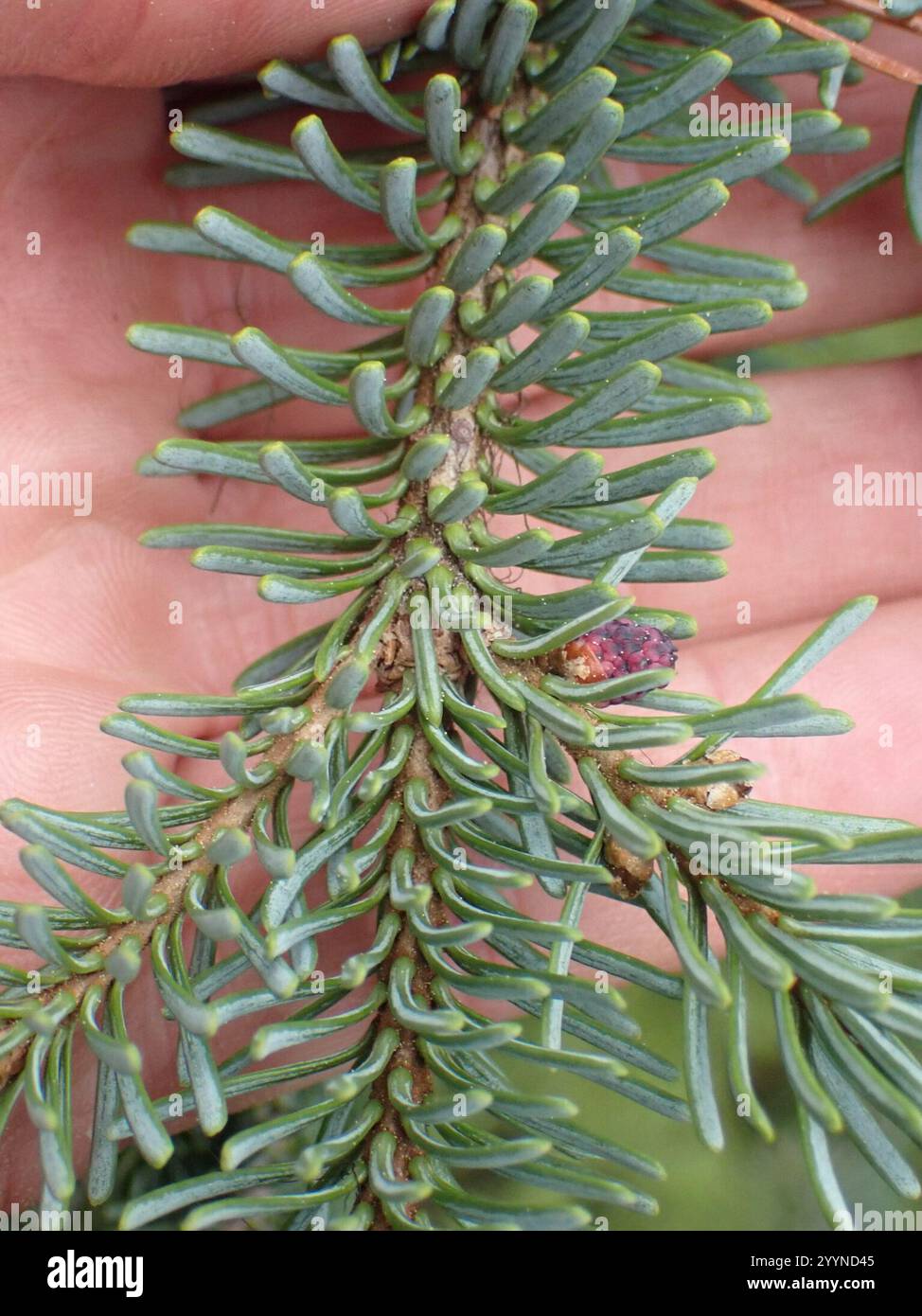 subalpine fir (Abies lasiocarpa Stock Photo - Alamy