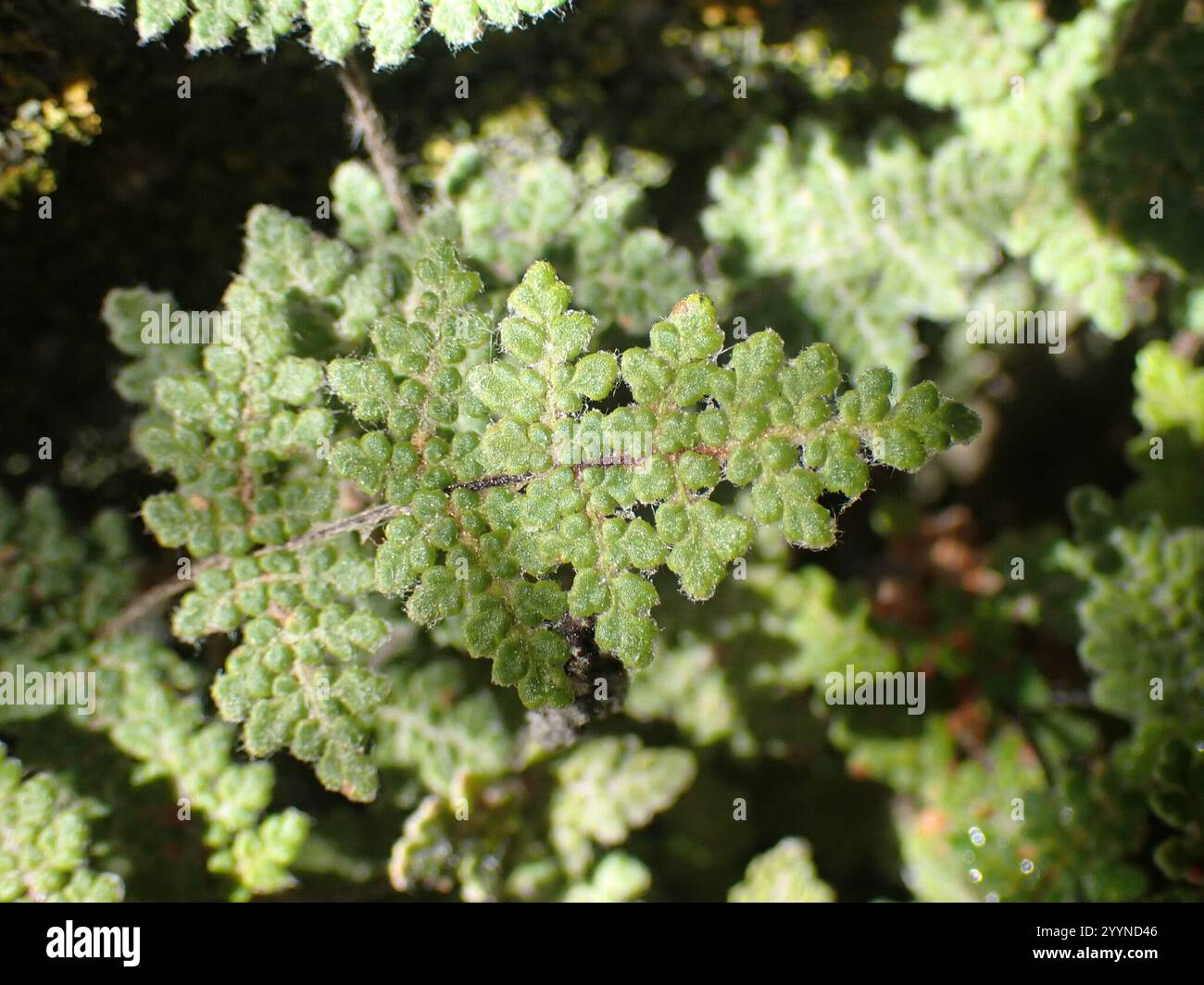 Fee's lip fern (Myriopteris gracilis Stock Photo - Alamy