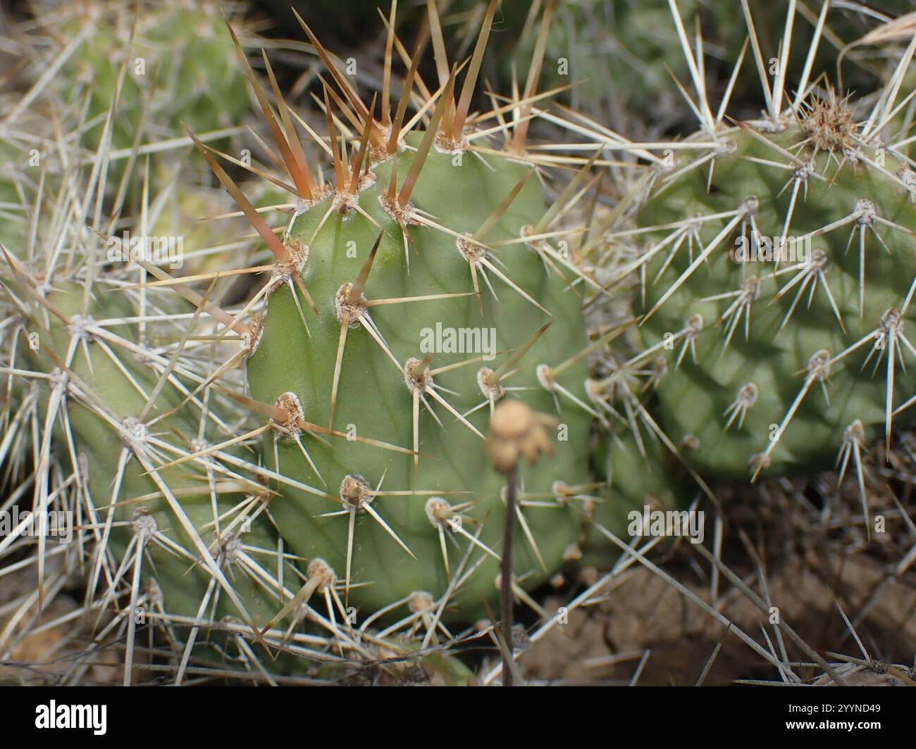 Columbia Pricklypear (Opuntia × columbiana Stock Photo - Alamy