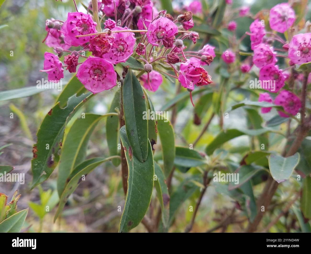 sheep laurel (Kalmia angustifolia Stock Photo - Alamy