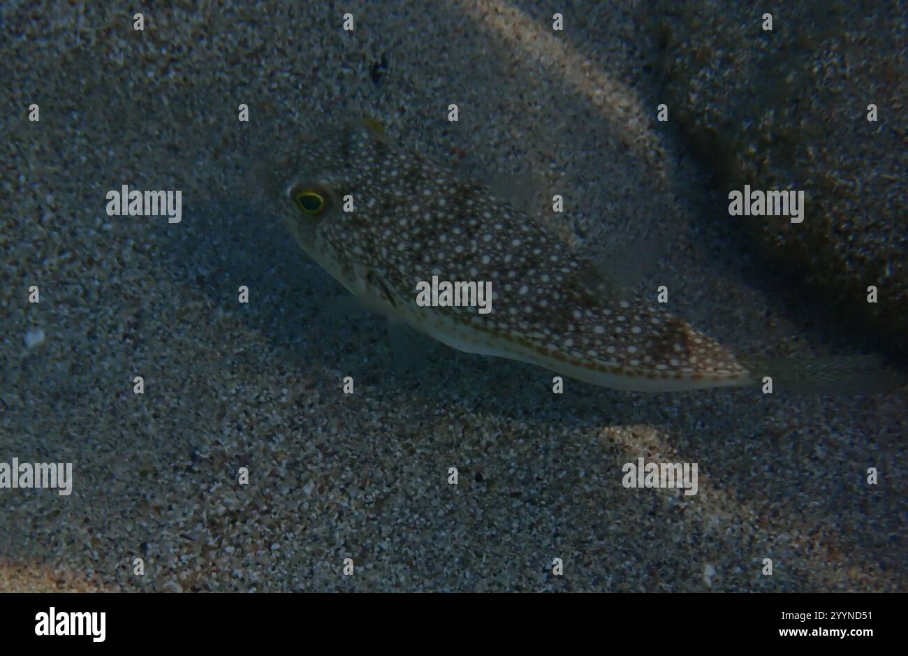 Flavimaculosus Puffer (Torquigener flavimaculosus Stock Photo - Alamy