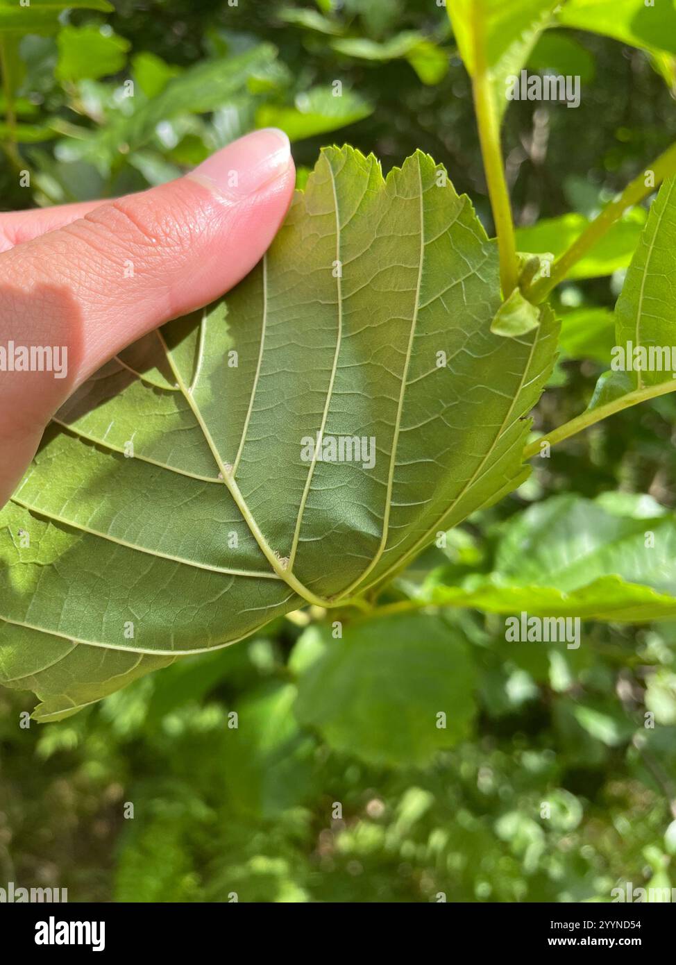 common alder (Alnus glutinosa Stock Photo - Alamy