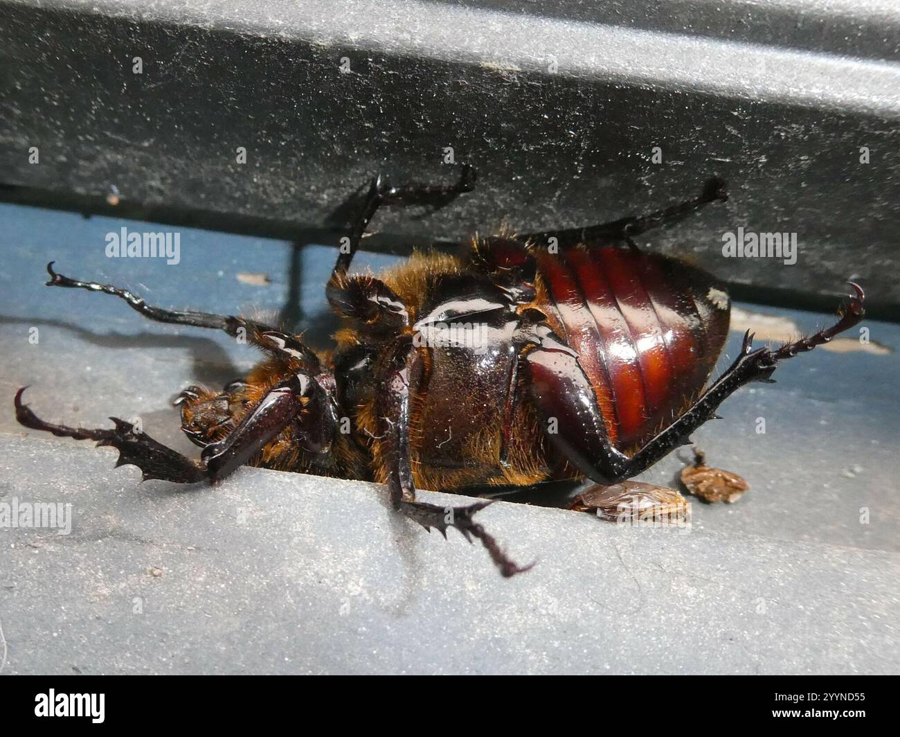 Hermit Flower Beetle (Osmoderma eremicola Stock Photo - Alamy