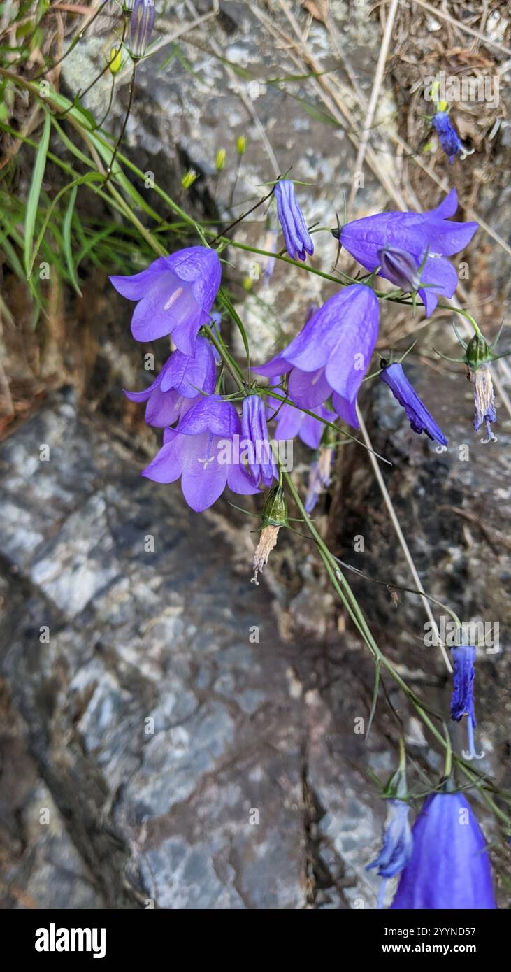 Alaskan bellflower (Campanula alaskana Stock Photo - Alamy