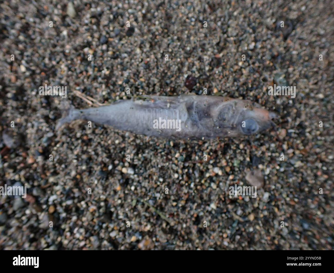 Threespine Stickleback (Gasterosteus aculeatus Stock Photo - Alamy