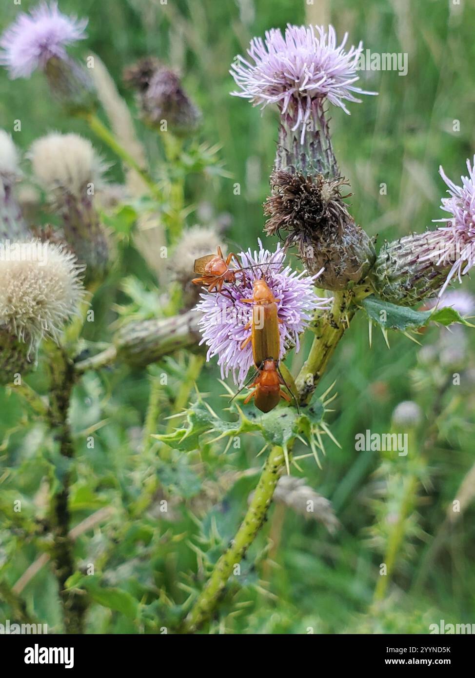 Common Red Soldier Beetle (Rhagonycha fulva Stock Photo - Alamy