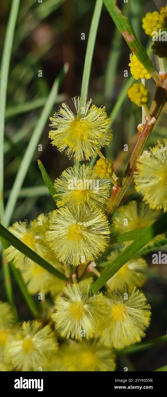 swamp wattle (Acacia elongata Stock Photo - Alamy